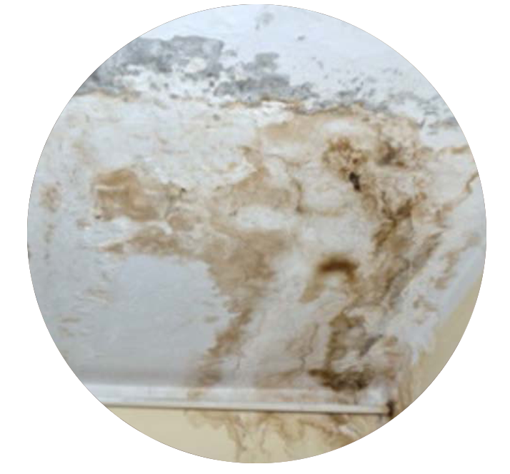 Mould Inspections - Loft Inspectors